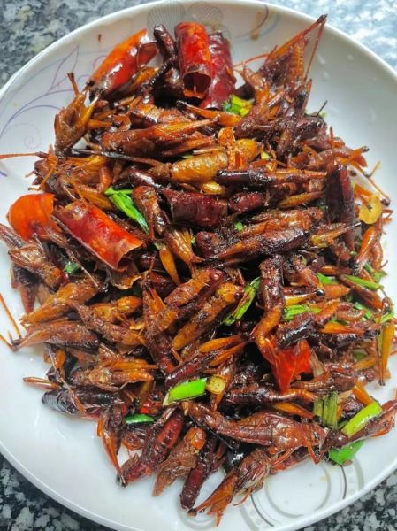 蚂蚱菜图片_蚂蚱菜怎么吃-第1张图片-山城妙识 蚂蚱菜图片_蚂蚱菜怎么吃-第1张图片-山城妙识