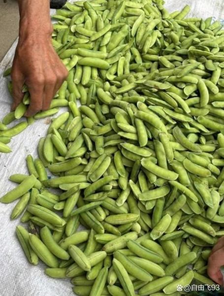 青豆是什么豆_青豆和豌豆的区别-第1张图片-山城妙识