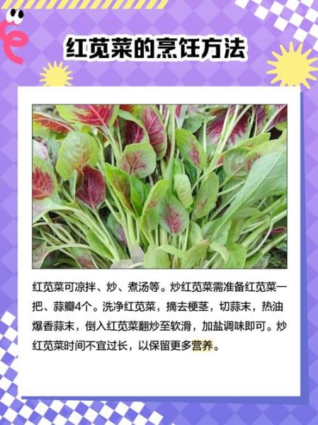 红苋菜怎么读_红苋菜拼音怎么写-第1张图片-山城妙识