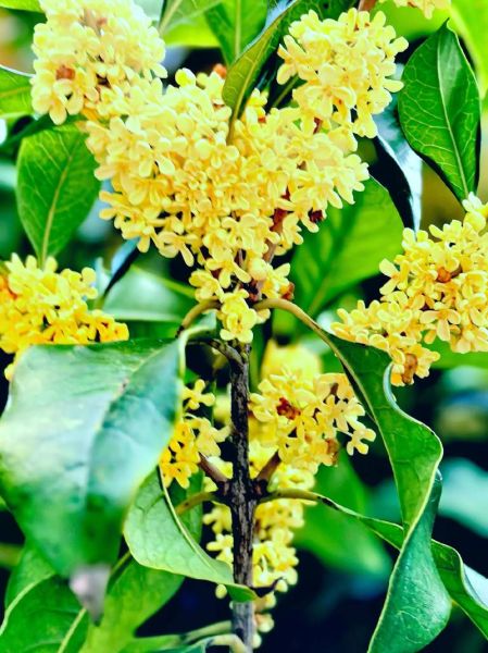 丹桂飘香是什么季节_丹桂飘香在几月-第2张图片-山城妙识 丹桂飘香是什么季节_丹桂飘香在几月-第2张图片-山城妙识