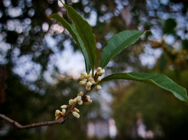 丹桂飘香是什么季节_丹桂飘香在几月-第1张图片-山城妙识 丹桂飘香是什么季节_丹桂飘香在几月-第1张图片-山城妙识