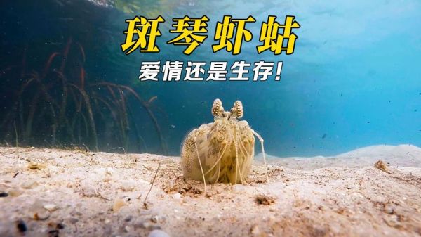 斑琴虾蛄是什么_斑琴虾蛄怎么养-第1张图片-山城妙识