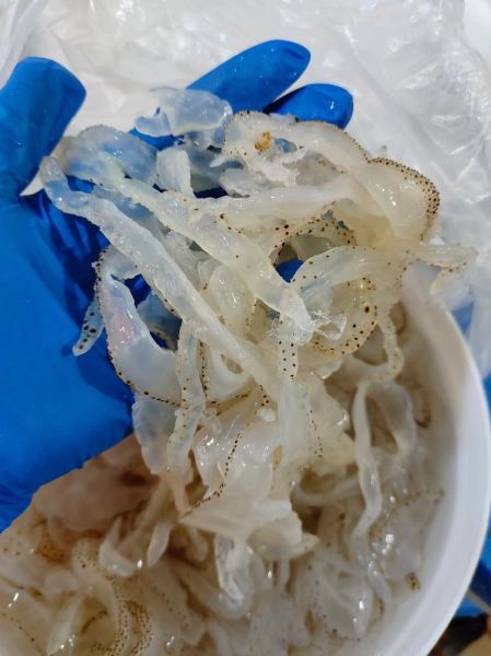 海蜇头怎么切片_海蜇头切片技巧-第3张图片-山城妙识