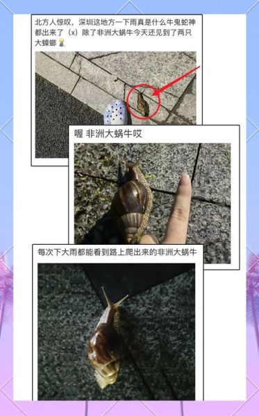 非洲大蜗牛为什么不能摸_摸了会怎样-第1张图片-山城妙识