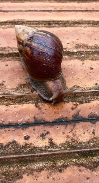 非洲大蜗牛为什么不能摸_摸了会怎样-第3张图片-山城妙识