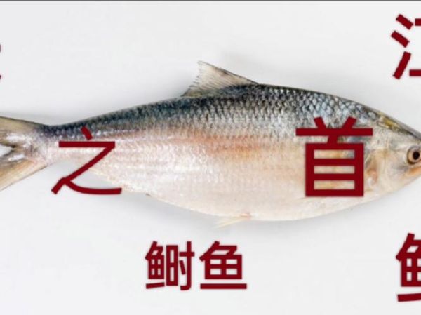 鲥鱼鱼鳞可以吃吗_鲥鱼鱼鳞的营养价值-第2张图片-山城妙识