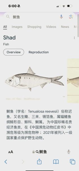 鲥鱼鱼鳞可以吃吗_鲥鱼鱼鳞的营养价值-第1张图片-山城妙识