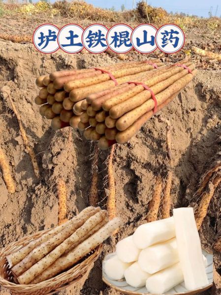 怀山药多少钱一斤_怀山药价格走势-第3张图片-山城妙识