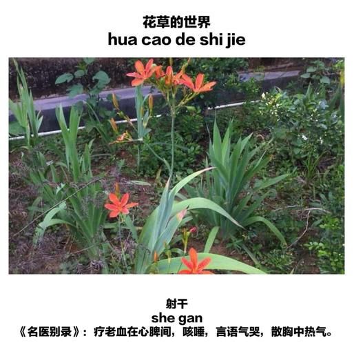 射干的功效与作用_射干怎么泡水喝-第1张图片-山城妙识