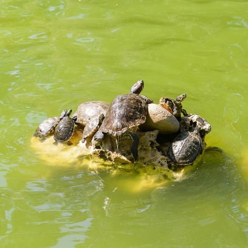 甲鱼在桶里能活多久_甲鱼放桶里怎么养-第1张图片-山城妙识