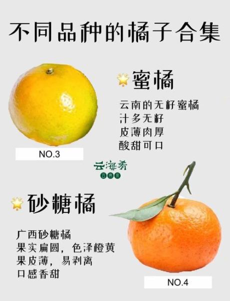 柑橘品种排名_哪个品种最好吃-第1张图片-山城妙识