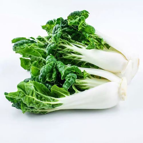 奶油白菜什么时候种_奶油白菜怎么种-第1张图片-山城妙识 奶油白菜什么时候种_奶油白菜怎么种-第1张图片-山城妙识