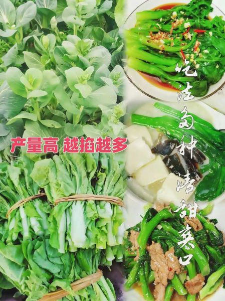 奶油白菜什么时候种_奶油白菜怎么种-第2张图片-山城妙识 奶油白菜什么时候种_奶油白菜怎么种-第2张图片-山城妙识