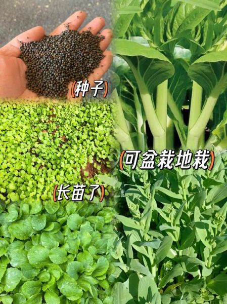 奶油白菜什么时候种_奶油白菜怎么种-第3张图片-山城妙识 奶油白菜什么时候种_奶油白菜怎么种-第3张图片-山城妙识