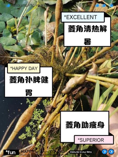 菱角的功效与作用_菱角的副作用有哪些-第2张图片-山城妙识 菱角的功效与作用_菱角的副作用有哪些-第2张图片-山城妙识
