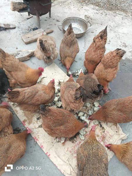 土鸡养殖成本利润_土鸡养殖一年能赚多少钱-第3张图片-山城妙识