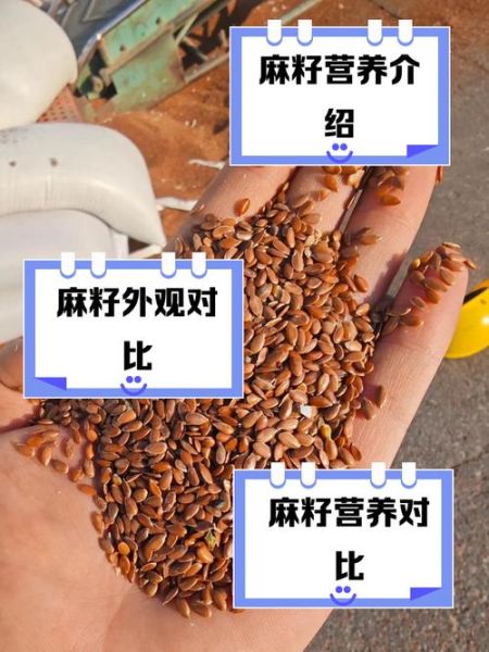 胡麻籽和亚麻籽的区别_哪个更好-第1张图片-山城妙识
