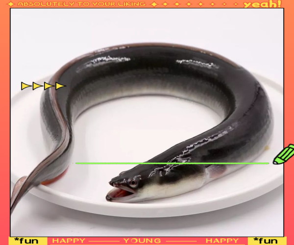 鳗鱼和鳝鱼的区别_哪个更贵更好吃-第3张图片-山城妙识