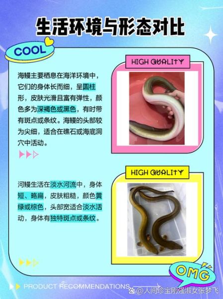 鳗鱼和鳝鱼的区别_哪个更贵更好吃-第2张图片-山城妙识