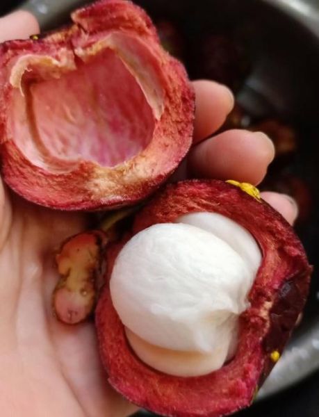 山竹怎么剥_山竹的正确吃法视频-第1张图片-山城妙识 山竹怎么剥_山竹的正确吃法视频-第1张图片-山城妙识