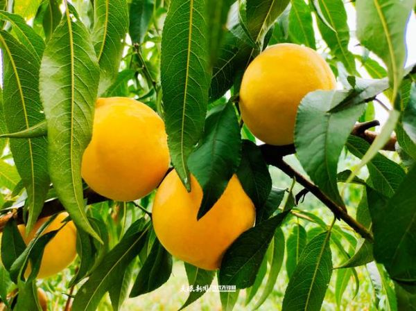 黄桃图片大全大图真实_成熟黄桃怎么挑-第2张图片-山城妙识