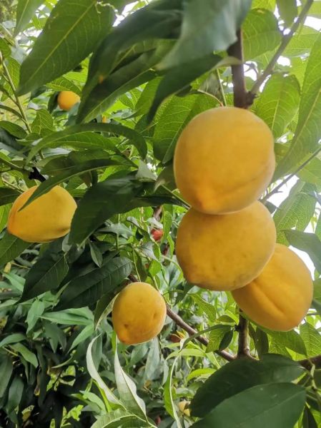 黄桃图片大全大图真实_成熟黄桃怎么挑-第1张图片-山城妙识