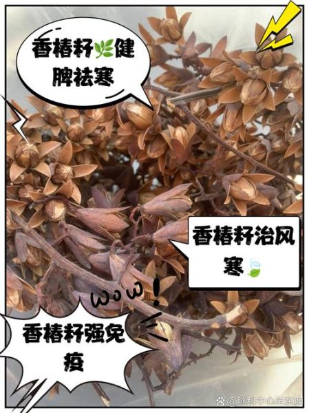 香椿树种子药用价值_如何食用才安全-第2张图片-山城妙识 香椿树种子药用价值_如何食用才安全-第2张图片-山城妙识