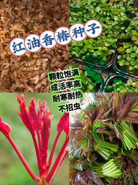 香椿树种子药用价值_如何食用才安全-第3张图片-山城妙识 香椿树种子药用价值_如何食用才安全-第3张图片-山城妙识