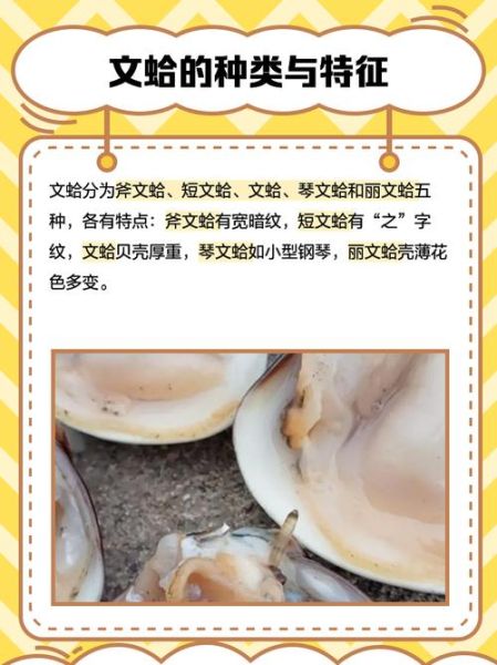 文蛤和蛤蜊的区别_哪个更鲜美-第2张图片-山城妙识