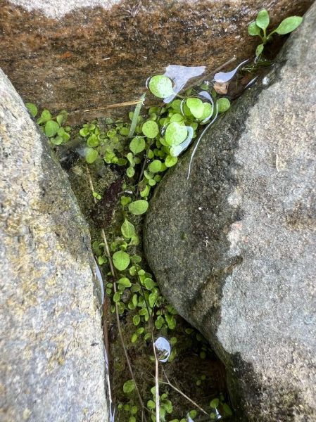 豆瓣菜图片是西洋菜吗_豆瓣菜和西洋菜区别-第3张图片-山城妙识