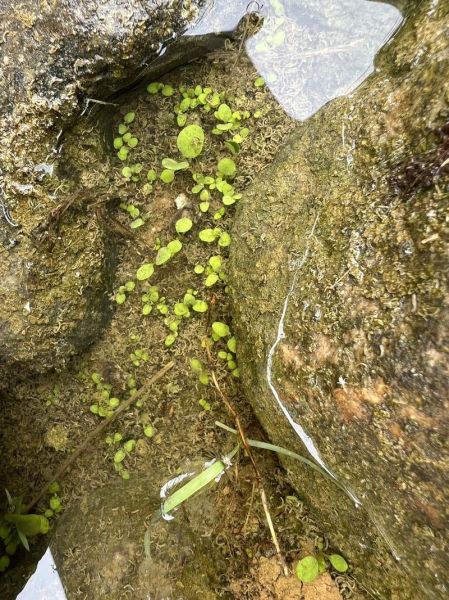 豆瓣菜图片是西洋菜吗_豆瓣菜和西洋菜区别-第2张图片-山城妙识