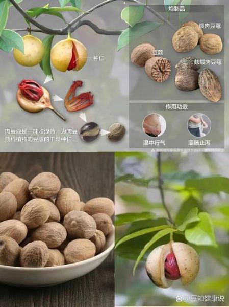 肉豆蔻长什么样_肉豆蔻图片大全怎么找-第2张图片-山城妙识