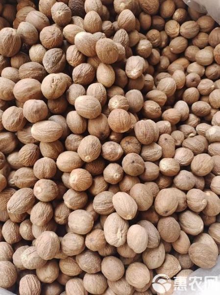 肉豆蔻长什么样_肉豆蔻图片大全怎么找-第1张图片-山城妙识