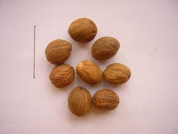 肉豆蔻长什么样_肉豆蔻图片大全怎么找-第3张图片-山城妙识