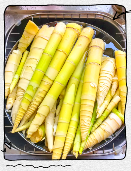 山竹笋怎么做好吃_山竹笋的保存方法-第1张图片-山城妙识