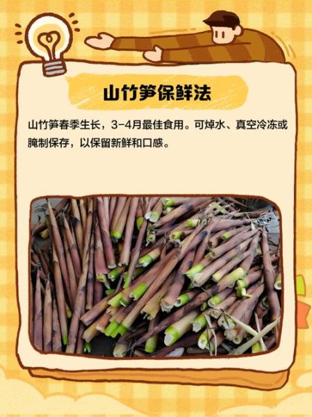 山竹笋怎么做好吃_山竹笋的保存方法-第2张图片-山城妙识
