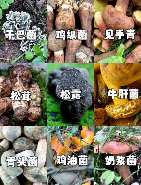 云南最好吃的菌类有哪些_野生菌怎么挑选-第1张图片-山城妙识