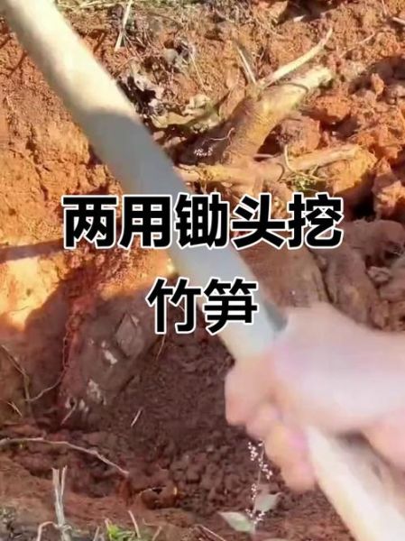 山药怎么挖不伤根_挖山药用什么工具最好-第1张图片-山城妙识