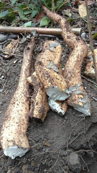 山药怎么挖不伤根_挖山药用什么工具最好-第2张图片-山城妙识