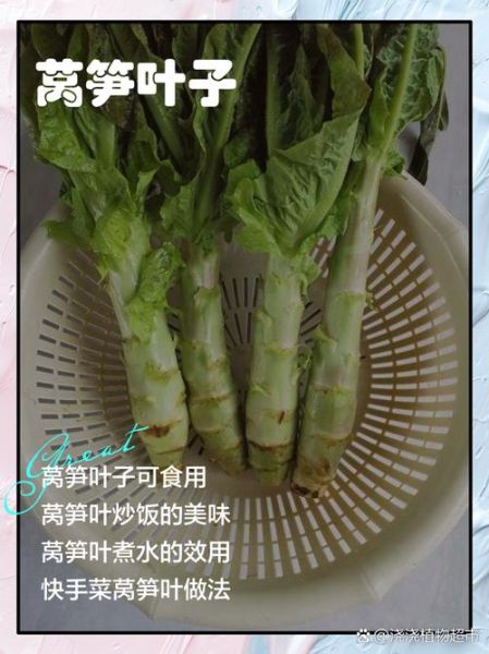 莴笋叶子能吃吗_莴笋叶子危害有哪些-第2张图片-山城妙识
