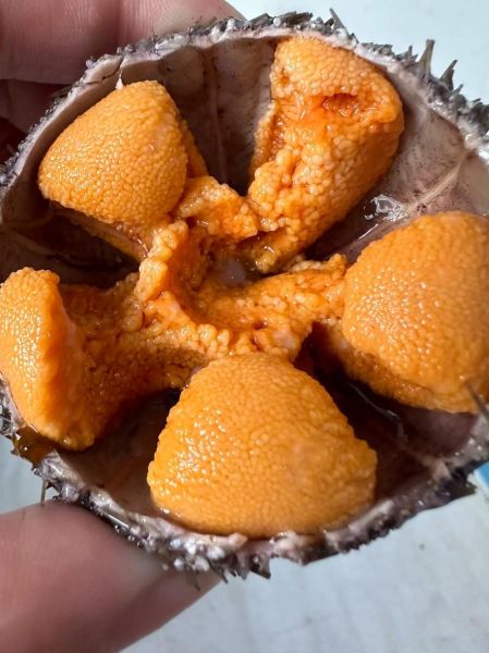 海胆怎么吃图解_海胆怎么处理干净-第2张图片-山城妙识