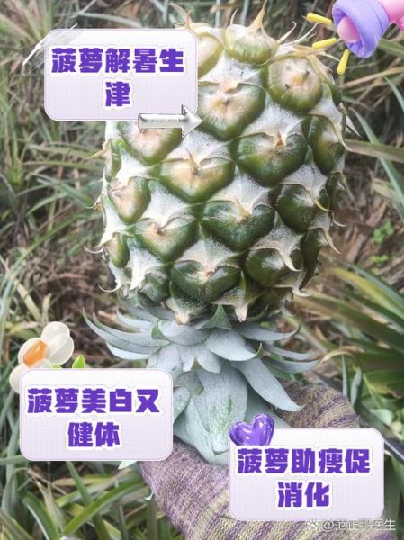 番菠萝的功效与作用_番菠萝怎么吃才健康-第1张图片-山城妙识