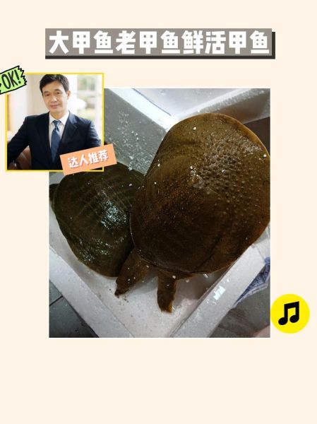 甲鱼多少钱一斤2018_2018甲鱼价格行情-第3张图片-山城妙识