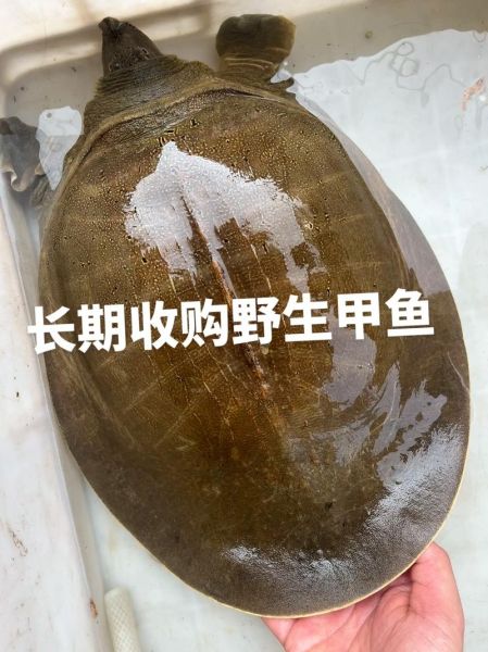 甲鱼多少钱一斤2018_2018甲鱼价格行情-第2张图片-山城妙识