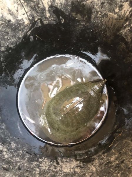 甲鱼多少钱一斤2018_2018甲鱼价格行情-第1张图片-山城妙识