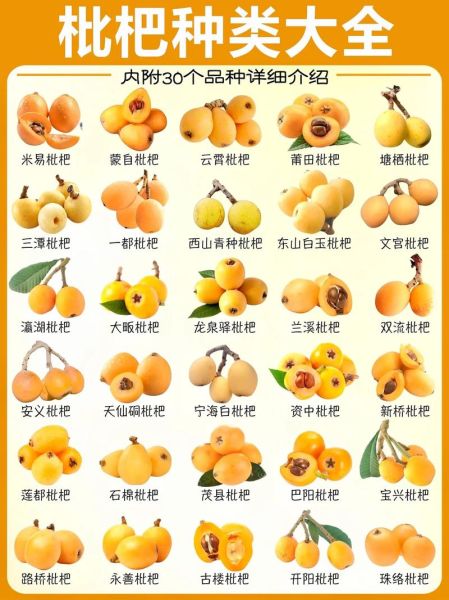 枇杷果什么季节成熟_枇杷几月份采摘最好-第1张图片-山城妙识 枇杷果什么季节成熟_枇杷几月份采摘最好-第1张图片-山城妙识