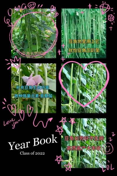 豇豆锈病用什么药最好_豇豆锈病特效药有哪些-第1张图片-山城妙识