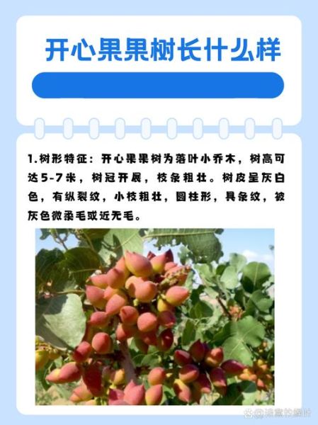 我国开心果产地在哪里_新疆开心果主产区-第3张图片-山城妙识 我国开心果产地在哪里_新疆开心果主产区-第3张图片-山城妙识