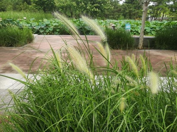 狼尾草和狗尾草的区别_如何快速区分狼尾草与狗尾草-第3张图片-山城妙识