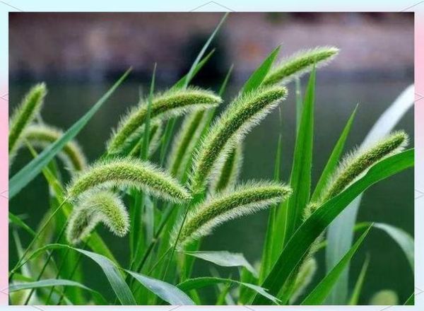 狼尾草和狗尾草的区别_如何快速区分狼尾草与狗尾草-第2张图片-山城妙识